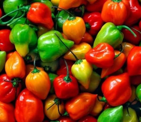 Hot Peppers – Habanero (Pilipili) – Mabibo Sokoni