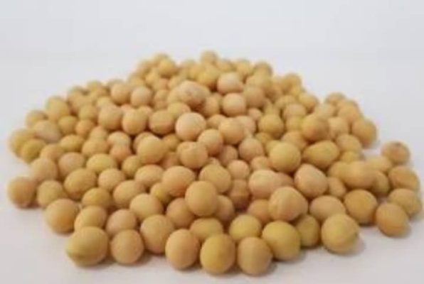 Njugu Mawe Mbichi (Fresh Nut Stone) – 1KG – Mabibo Sokoni