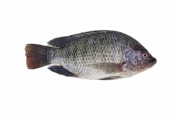 Samaki Sato – Tilapia (1 KG) – Mabibo Sokoni